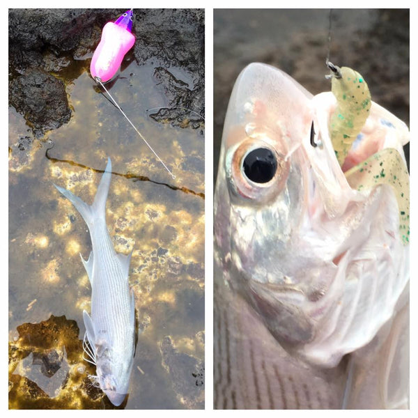 Limeon – Completely Hooked Lures